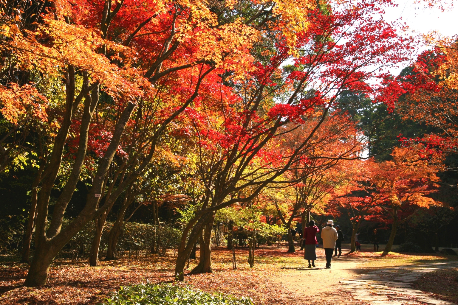 Ibaraki’s Top 8 Fall Foliage Spots: Enjoy Splendid Views Near Tokyo ...
