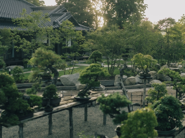 Enjoy the charms of Bonsai at Tree House Bonsai, Ami Town | News ...